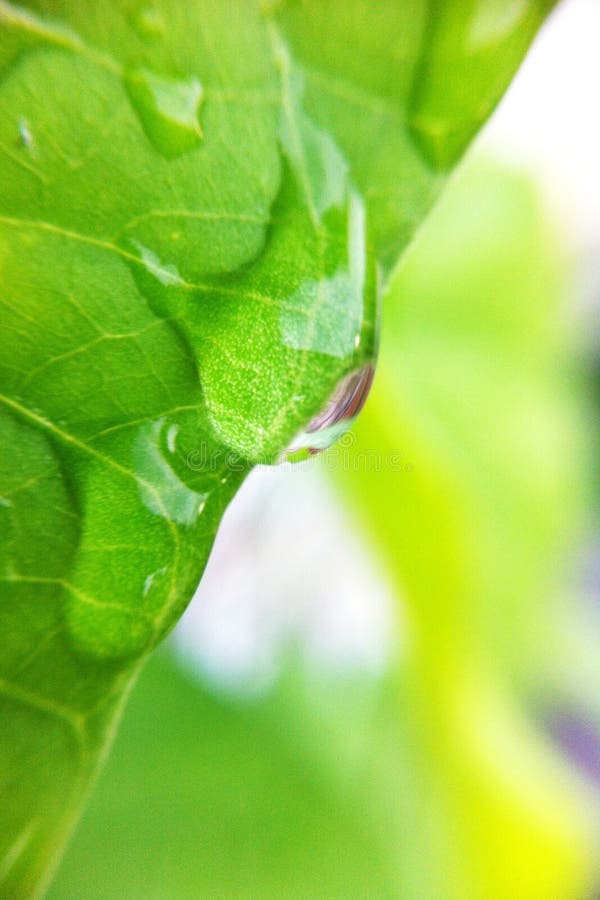 Drop on leaves stock photo. Image of garden, zoom, park - 44906220