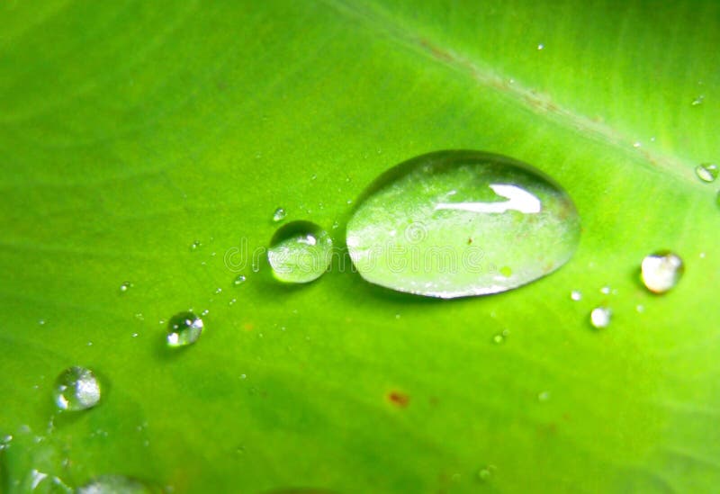 Drop on leaves stock photo. Image of garden, closeup - 45081518