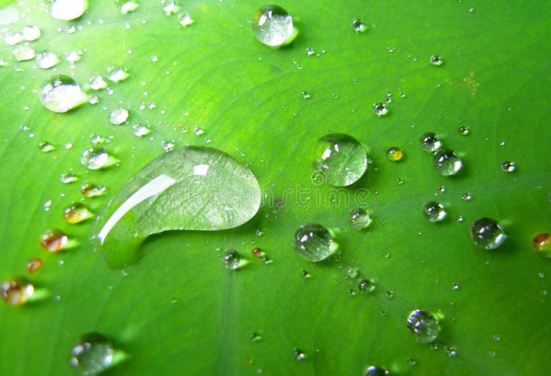 Drop on leaves stock photo. Image of leaf, focus, vegetation - 47232906