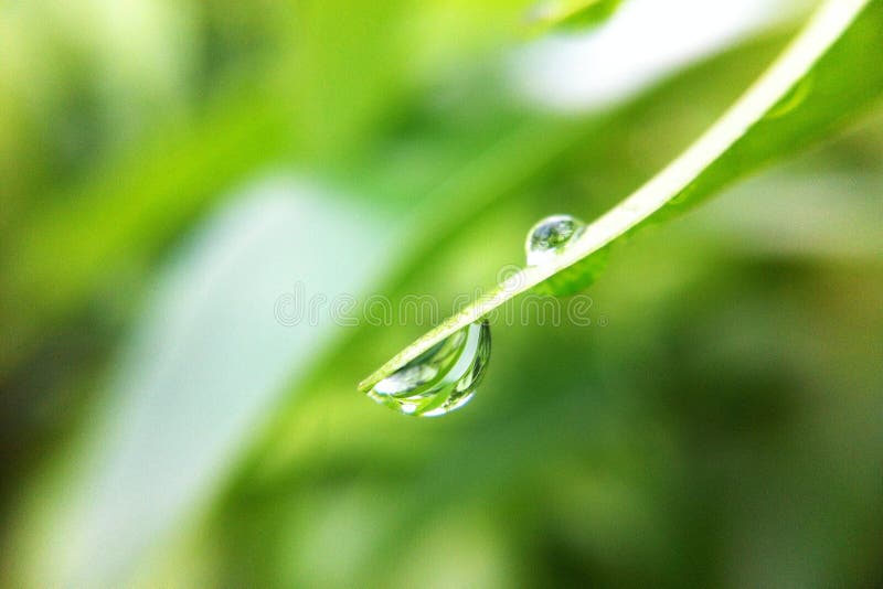 Drop on leaves stock photo. Image of garden, green, macro - 47232950