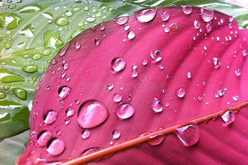 Drop on leaves stock image. Image of leaf, nature, macro - 47233087