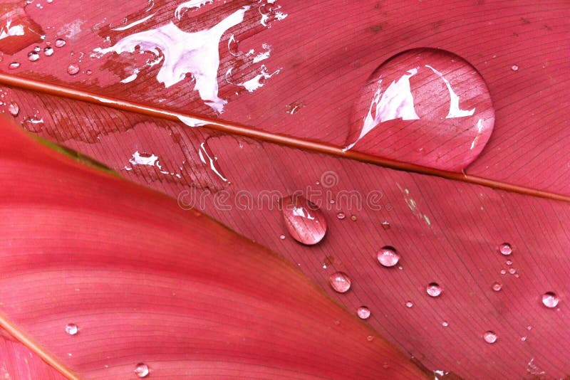 Drop on leaves stock image. Image of focus, macro, drop - 47270679