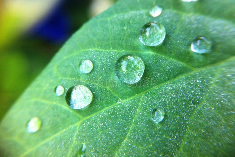 Drop on leaves stock photo. Image of leaf, green, leaves - 47553118