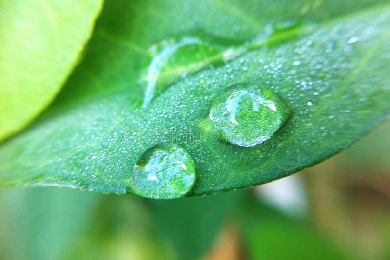 Drop on leaves stock photo. Image of plant, drop, leaf - 47579672
