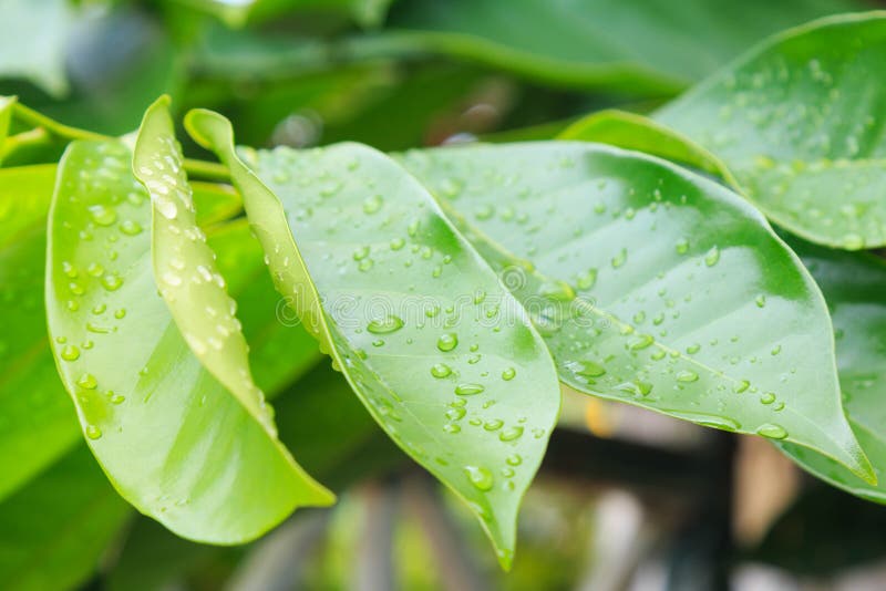 Drop the Leaves on the Leaves in the Morning. Stock Photo - Image of ...