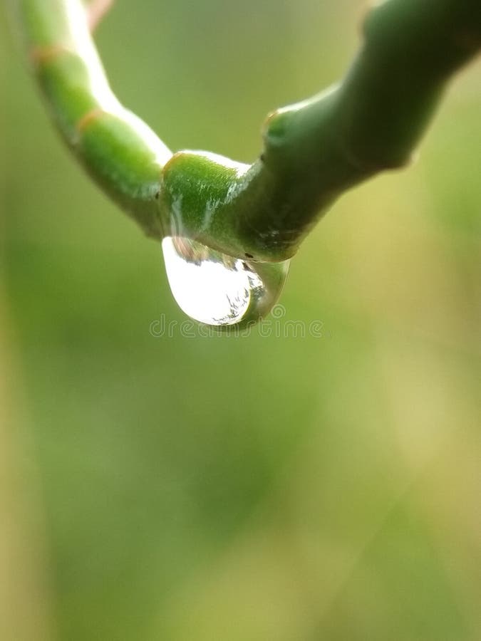 A drop of life stock image. Image of goodlife, water - 107444785