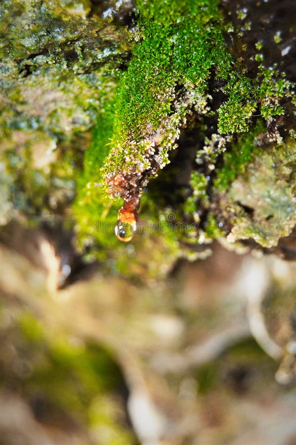 Drop of life stock image. Image of life, water, purety - 78017217