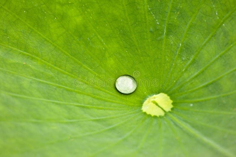 Drop on Lilly stock image. Image of season, nourishment - 38883277