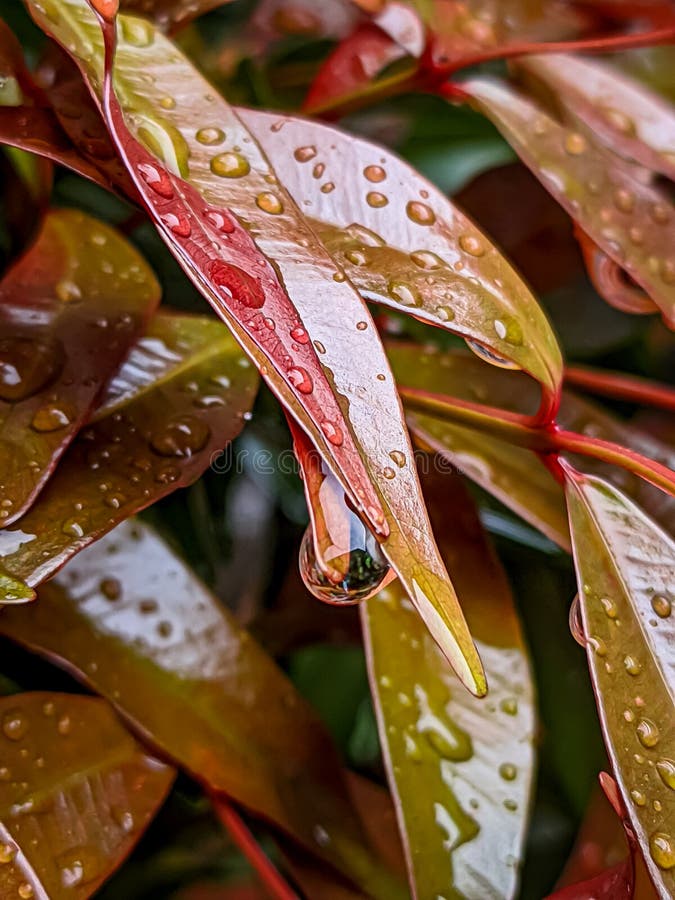 Dew drop on the morning stock image. Image of close - 105818249