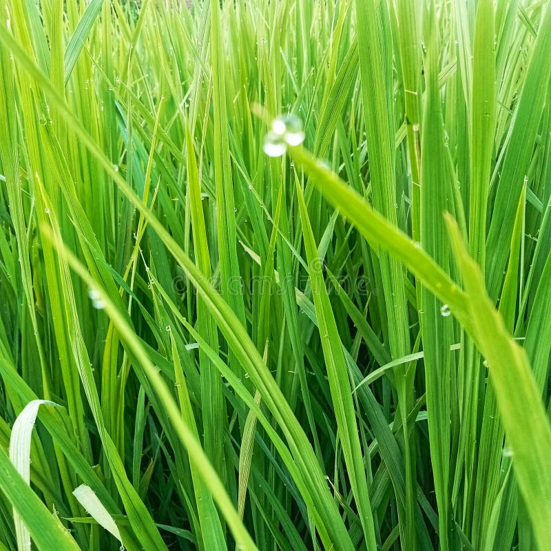 A Drop of Morning Dew that Falls on the Tip of a Rice Leaf Stock Image - Image of drop, leaf ...