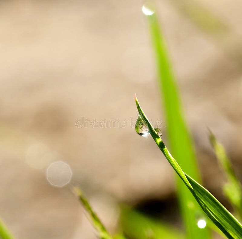 Drop of Morning Dew on the Grass Stock Image - Image of field, leaf ...