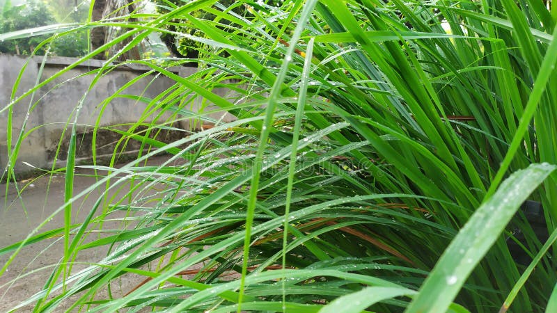 A Drop of Morning Dew on the Green Trees Stock Image - Image of green ...