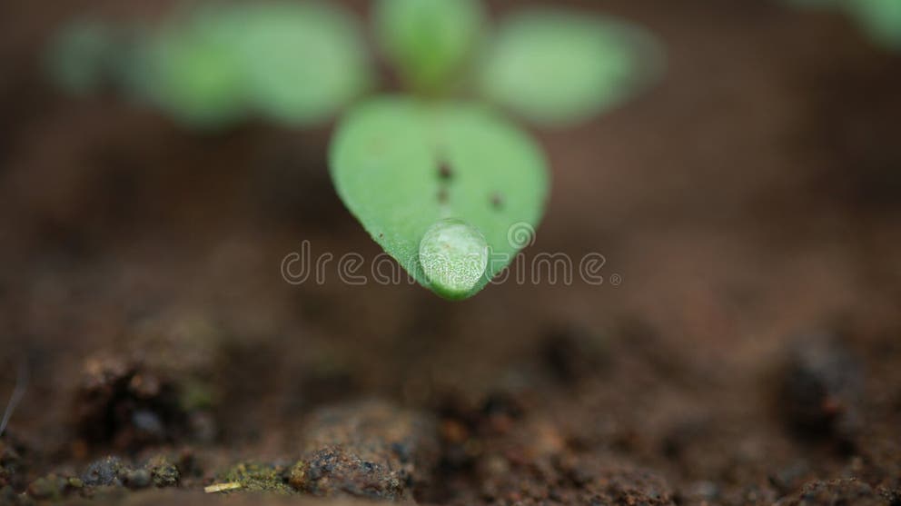 A Drop of Morning Dew on a Leaf about To Fall To the Ground Stock Photo ...