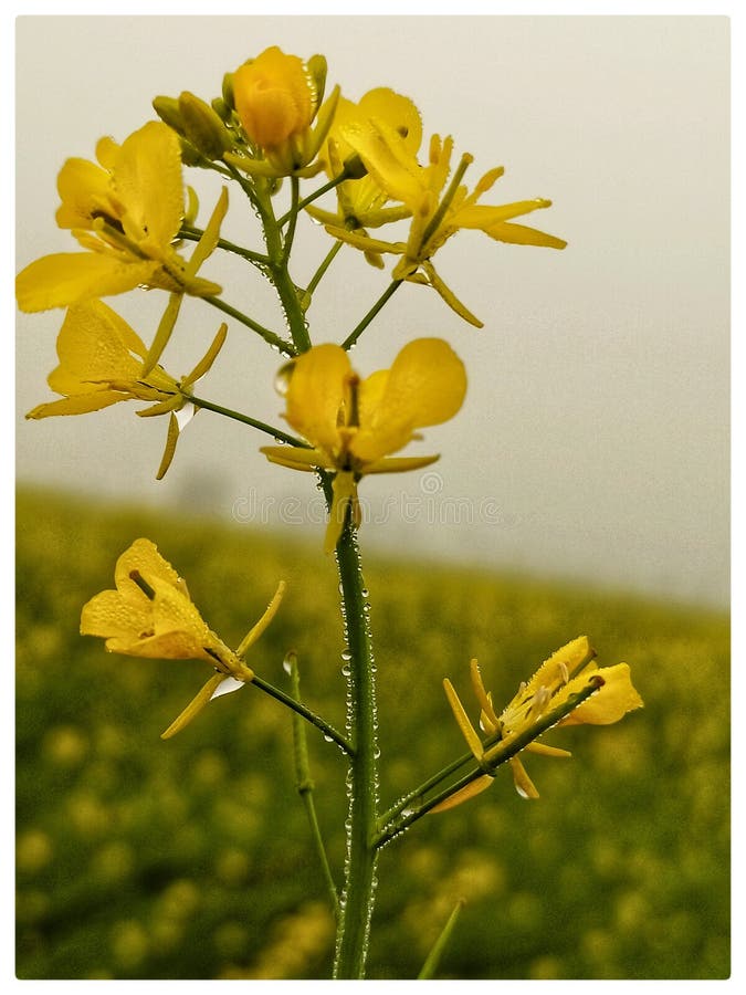 Drop Mustard Flowers Pakistan Stock Image - Image of pakistan ...