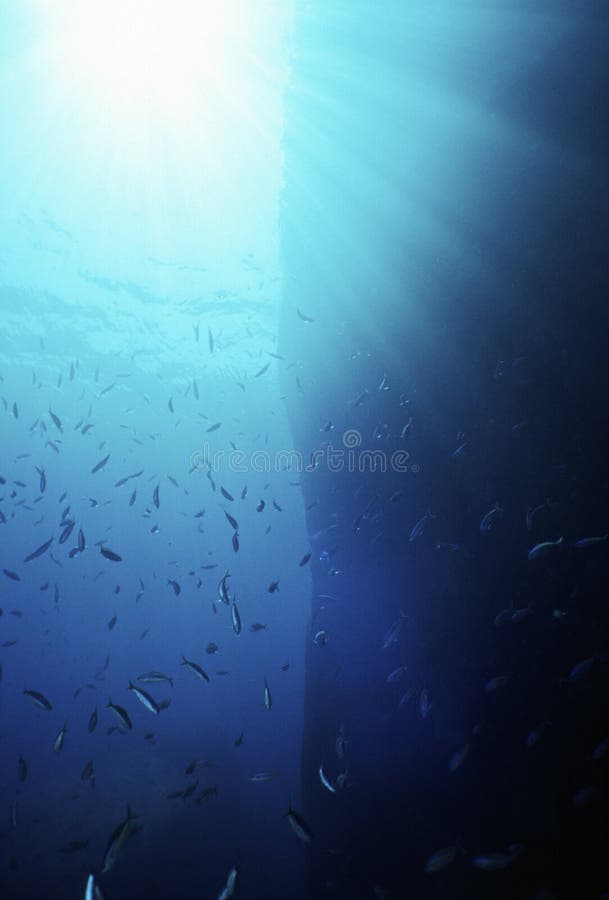 A drop-off in blue ocean stock photo. Image of diving - 14136532