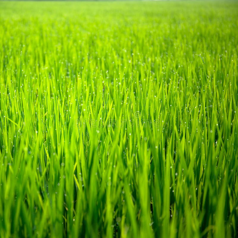 Drop on rice sprout stock photo. Image of backdrop, ecology - 142734928