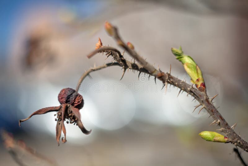 Drop-open Green Rosehip Buds on a Branch with with Spikes and Dried ...