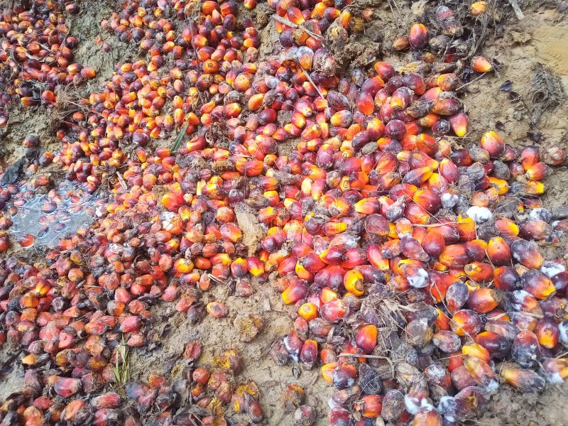 The Drop of Palm Fruit that Has Long Been almost Destroyed Stock Photo ...
