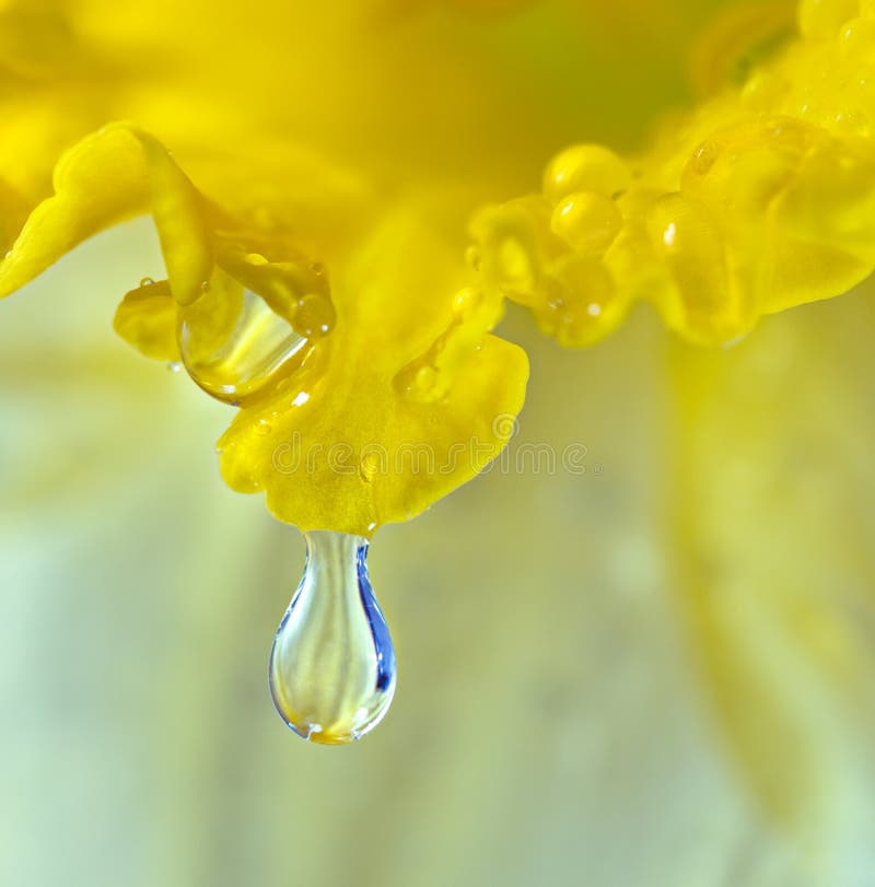 Drop on the Petal of Daffodil Flower Stock Image - Image of liquid ...