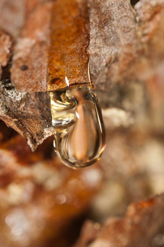 Drop of pine pitch stock image. Image of resin, pine - 25260447