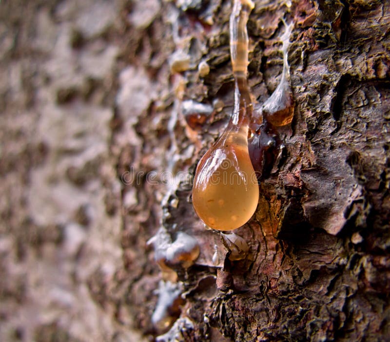 Resin Extraction of Pine Tree in Portugal Stock Photo - Image of catch ...