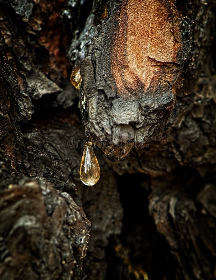 Drop of Pine Sap Dripping from Burnt Tree Stock Photo - Image of ...