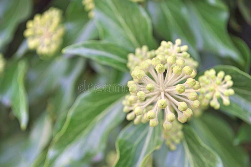 Drop plant stock photo. Image of flower, balls, daisies - 125172550