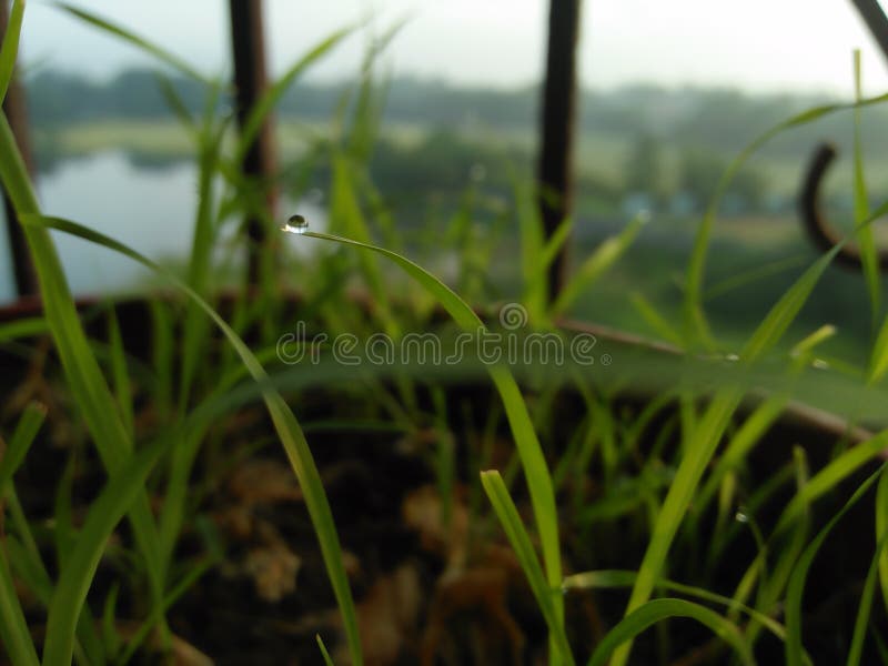 Drop plant stock image. Image of plant, drop, natural - 127262449