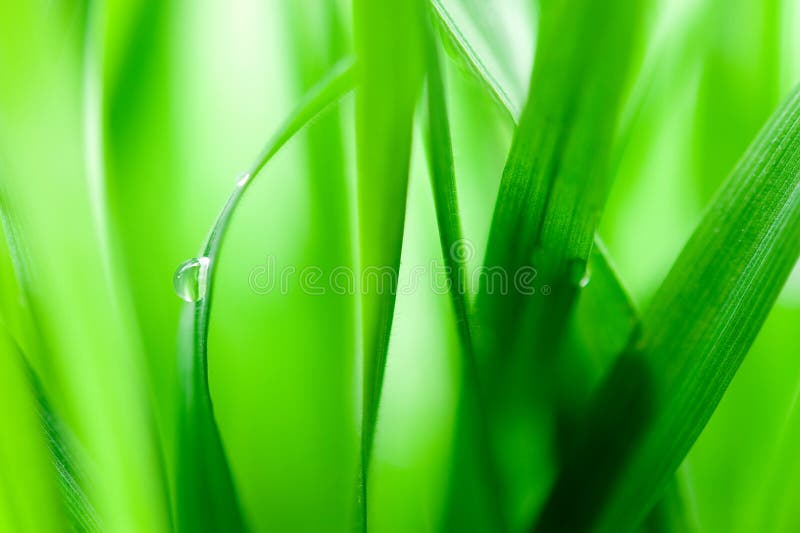 Drop of rain stock photo. Image of beautiful, nature - 13859116