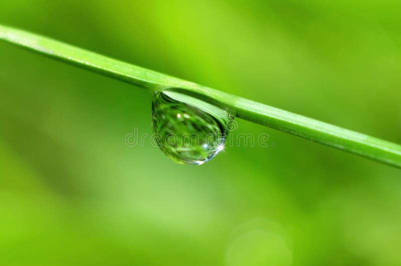 After the rain ... stock photo. Image of forest, life - 6425972