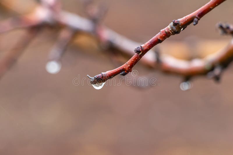 Wet Bare Tree Branch during the Rain in Autumn Stock Image - Image of ...