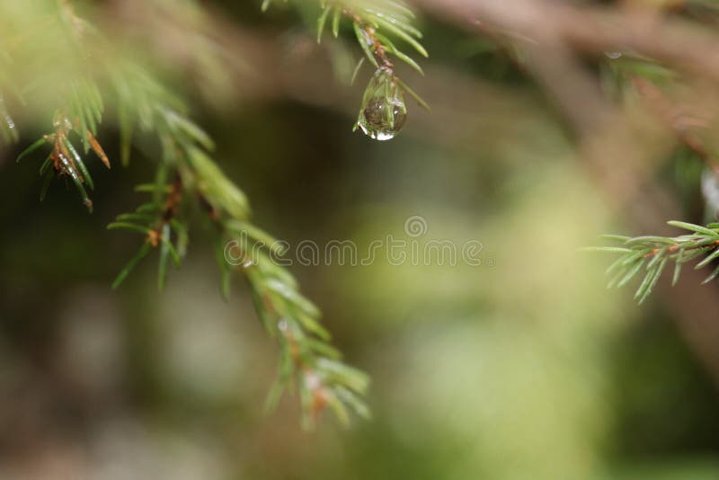 Drop of rain stock image. Image of nature, drop, rain - 162354611