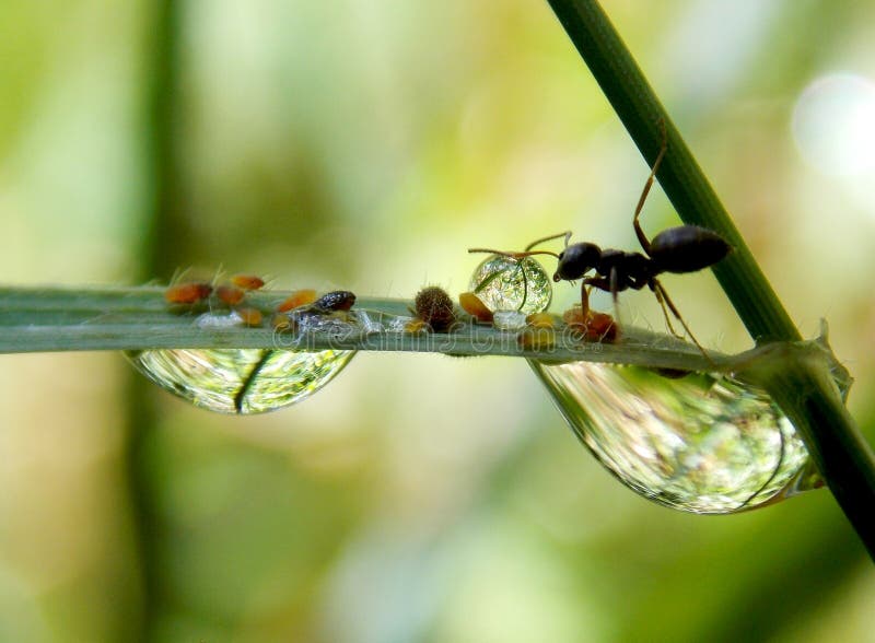 Rain drops and ant stock photo. Image of plant, grass - 99823250