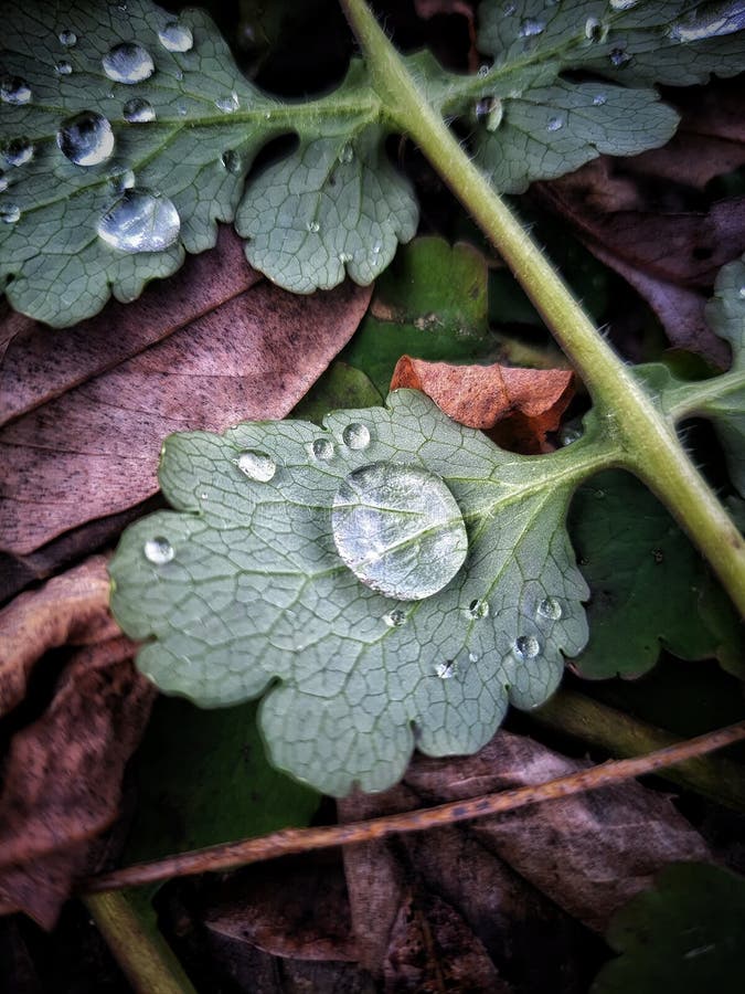 A Drop of Rain on a Green Leaf Stock Image - Image of waterontheleaf ...