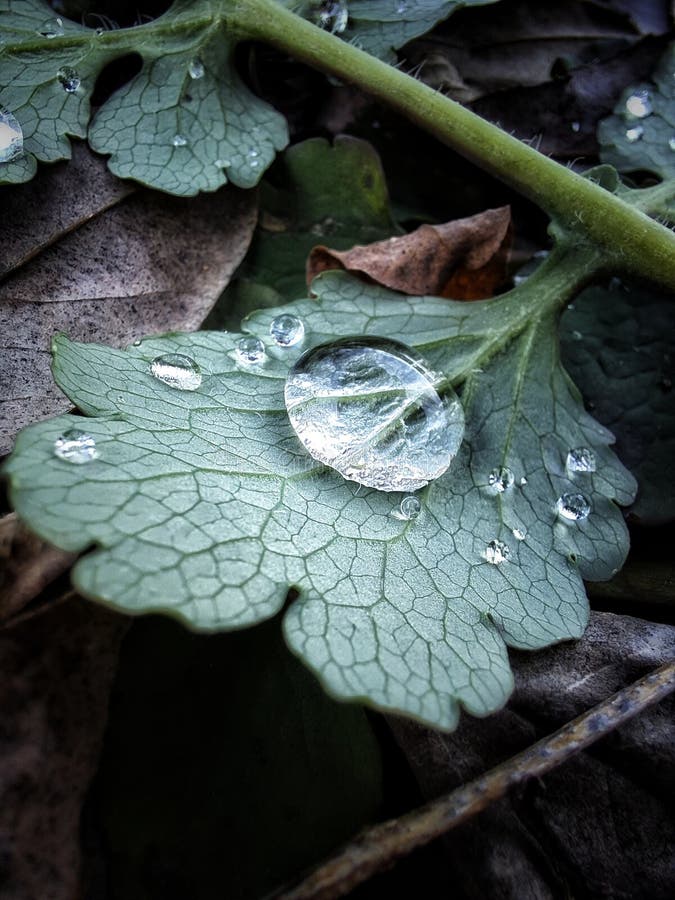 A Drop of Rain on a Green Leaf Stock Image - Image of flatfish, minim ...