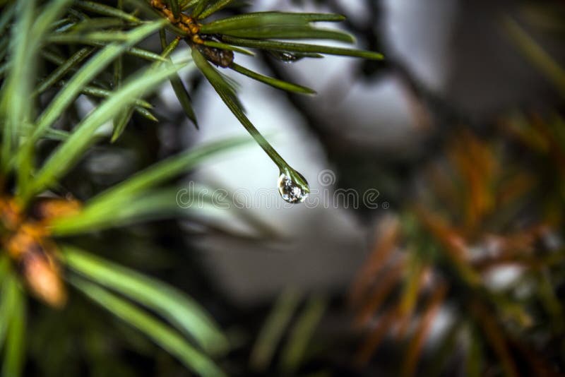A Drop after the Rain Hangs on a Christmas Tree Needle Stock Photo ...