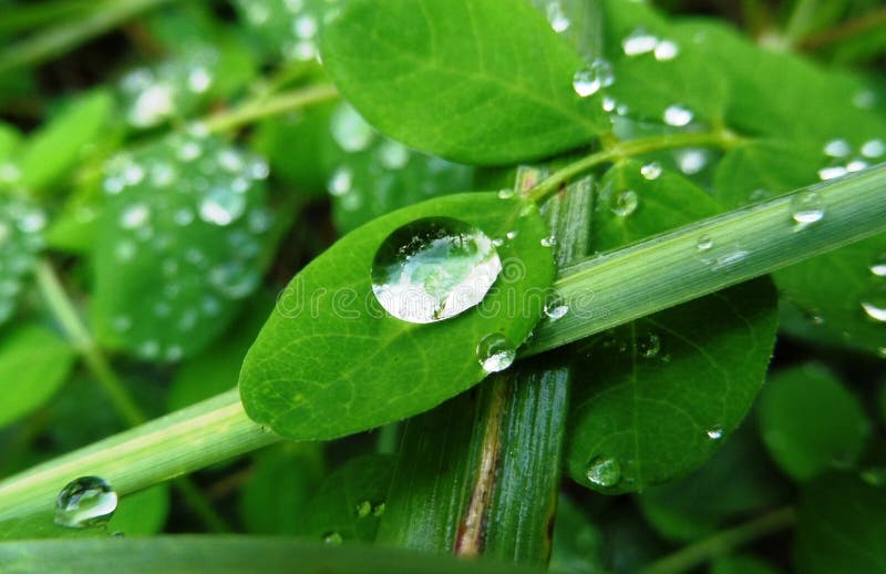 A Drop of Rain on a Spring Leaf Stock Photo - Image of rain, moisture ...
