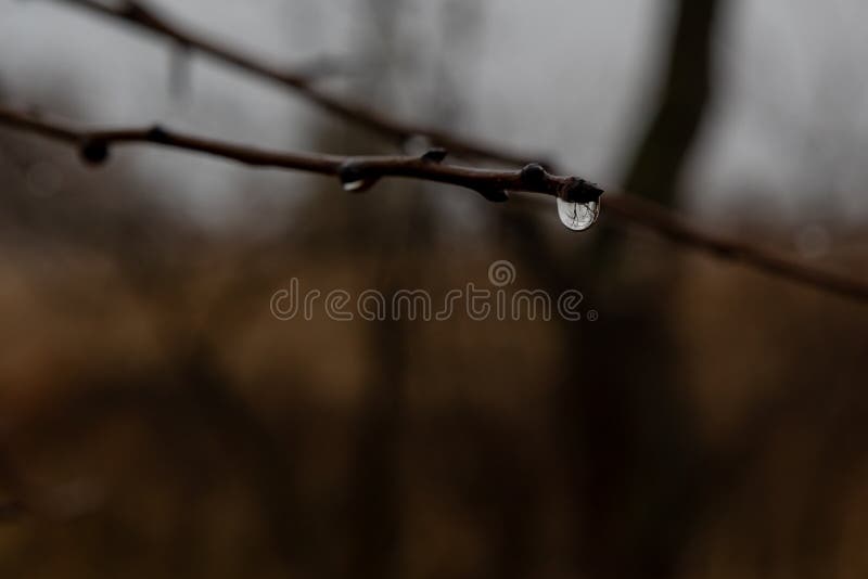 A Drop of Rain, on a Tree Branch. Stock Image - Image of reflection ...