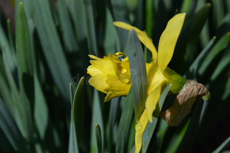 Drop of Rain on a Yellow Daffodil Flower Stock Photo - Image of nature ...