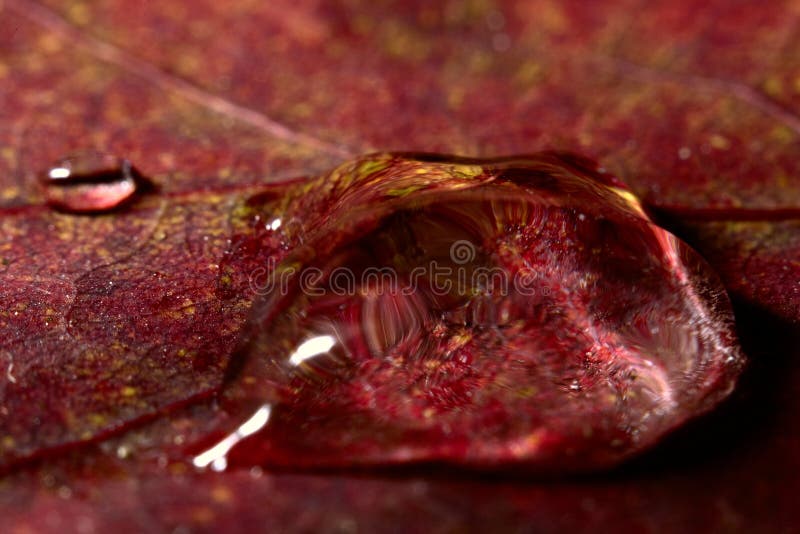 Drop and red leaf stock image. Image of fall, drop, maple - 100299227