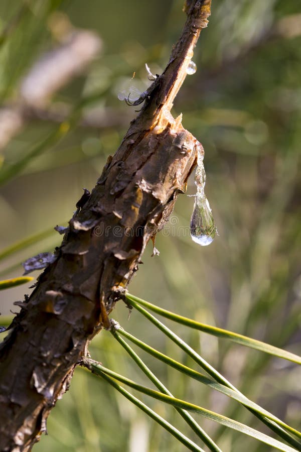 A Drop of Resin on a Branch. Resin Flows from a Pine Branch Stock Image ...