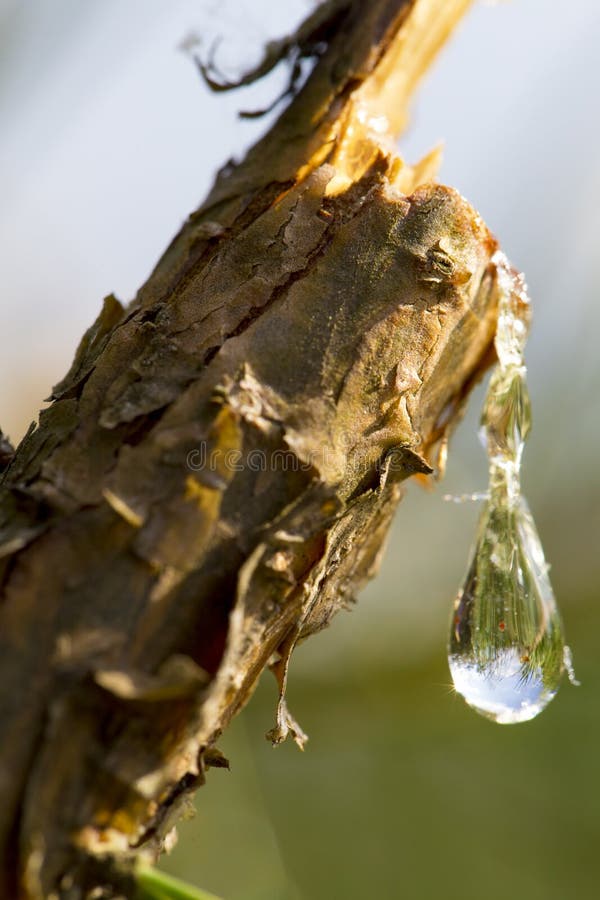 A Drop of Resin on a Branch. Resin Flows from a Pine Branch Stock Image ...