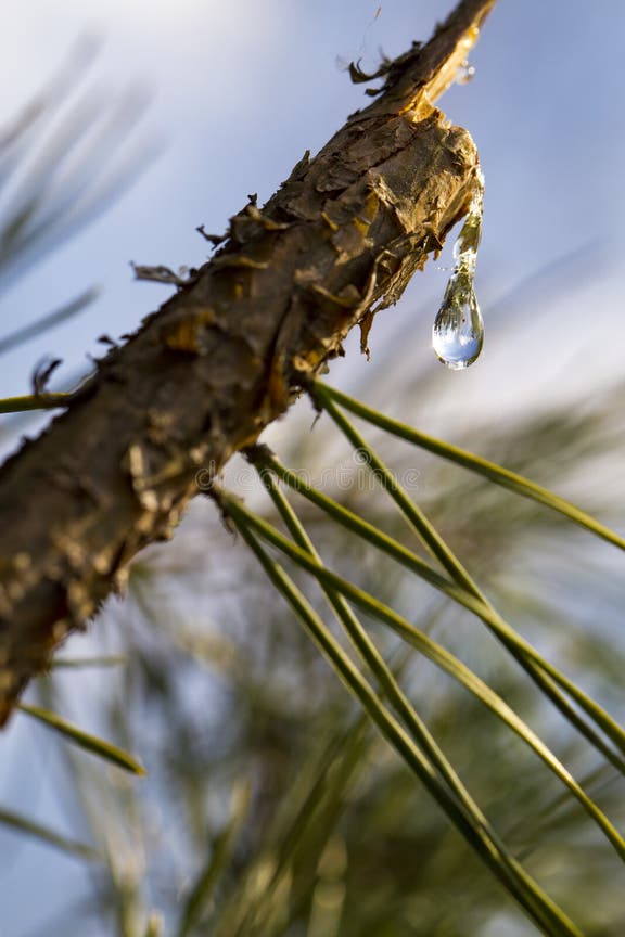 A Drop of Resin on a Branch. Resin Flows from a Pine Branch Stock Photo ...