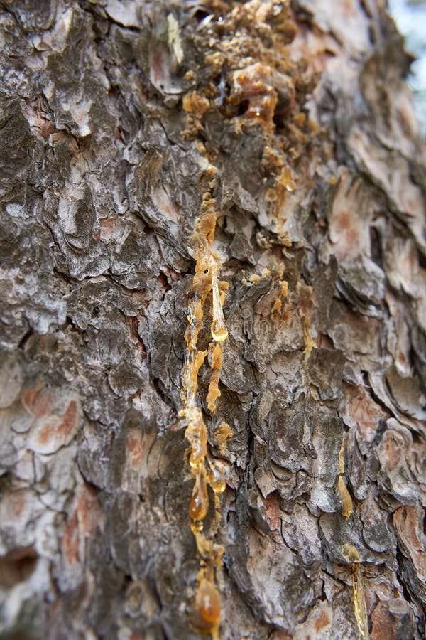 A drop of resin stock image. Image of trees, nature - 226692211