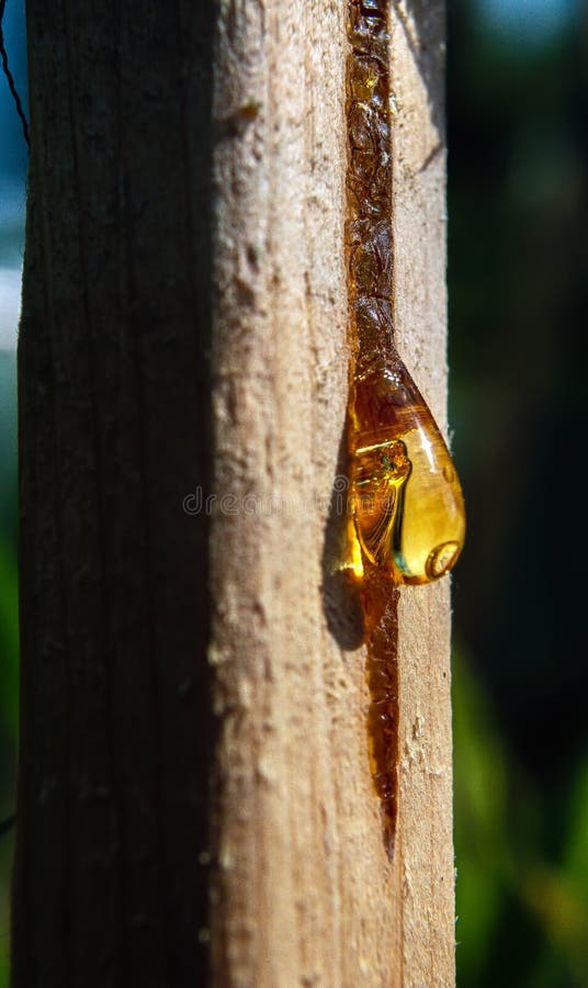 Drop of Resin Flows Down the Wood Stock Photo - Image of gold, light ...