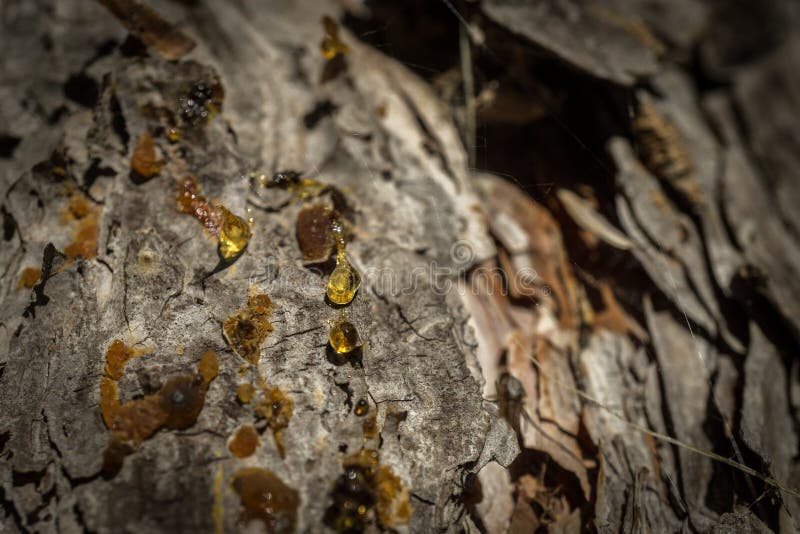 Drop of Resin on Pine Tree Closeup Stock Image - Image of wood, aging ...