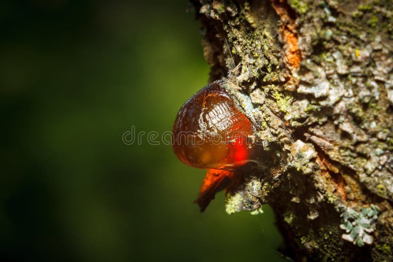 A Drop Of Resin On A Pine Branch Stock Photo - Image of drop, resin ...