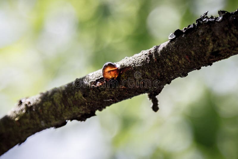 A drop of resin stock photo. Image of gold, brown, amber - 78845810