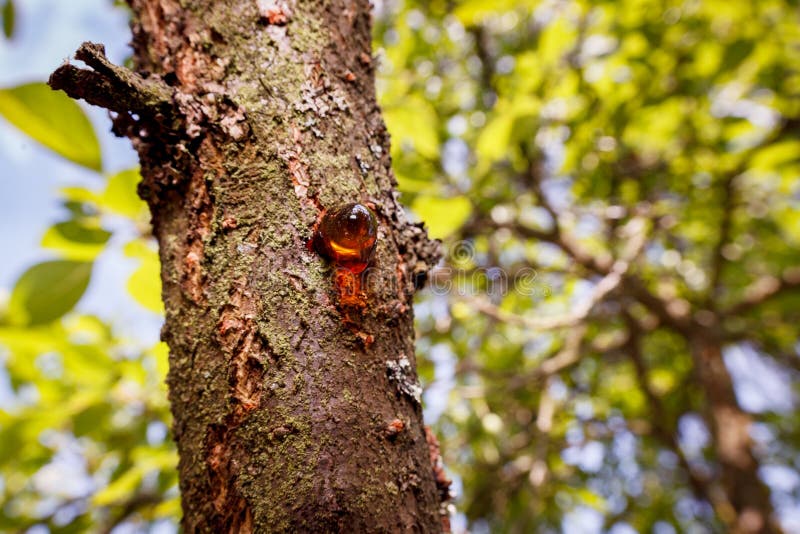 A drop of resin stock image. Image of closeup, outflow - 78845827