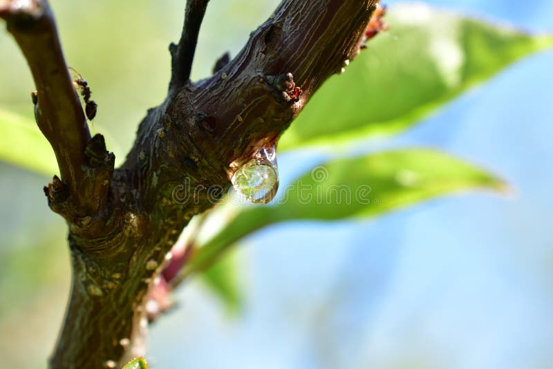 A Drop of Resin on a Tree Branch. Stock Image - Image of branch, nature ...